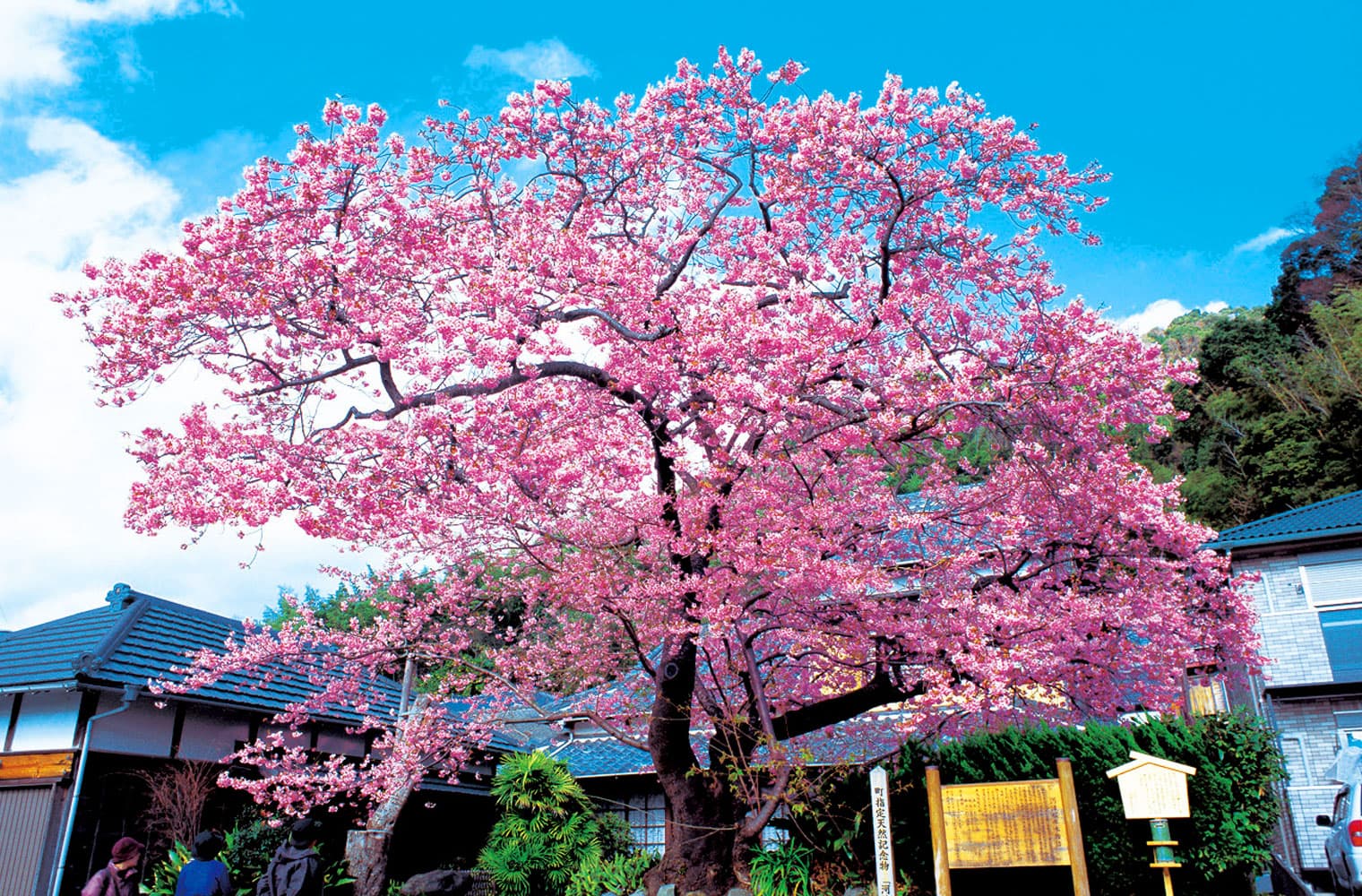 Kawazu Tourist Association [Official Website] An onsen resort renowned ...